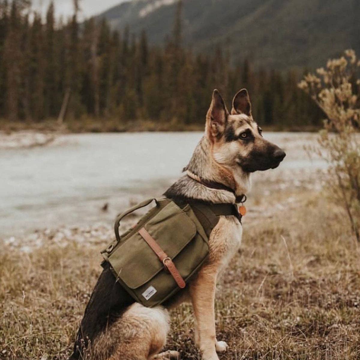 Ranger Pack - Hunter Green – Blue Sky Canine